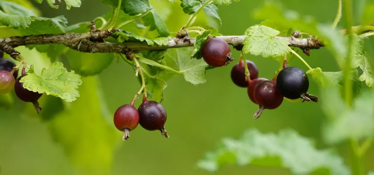 Czym i kiedy pryskać agrest? – awbud.pl